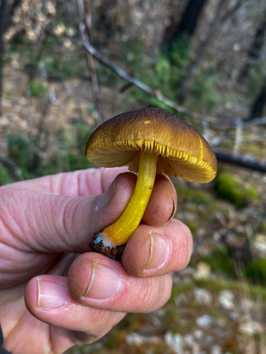 Complex Pluteus romellii · iNaturalist