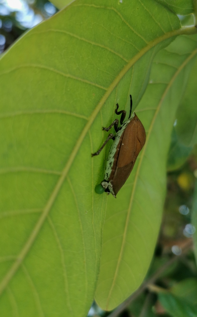 Lychee Stink Bug from Xiamen, CN-FJ, CN on March 26, 2021 at 12:36 PM ...