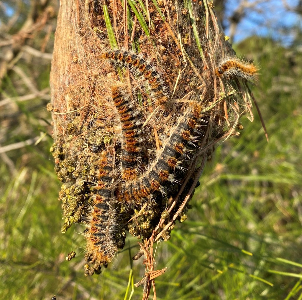Cyprus Processionary Moth from Marmaris/Muğla, Türkiye on March 13 ...