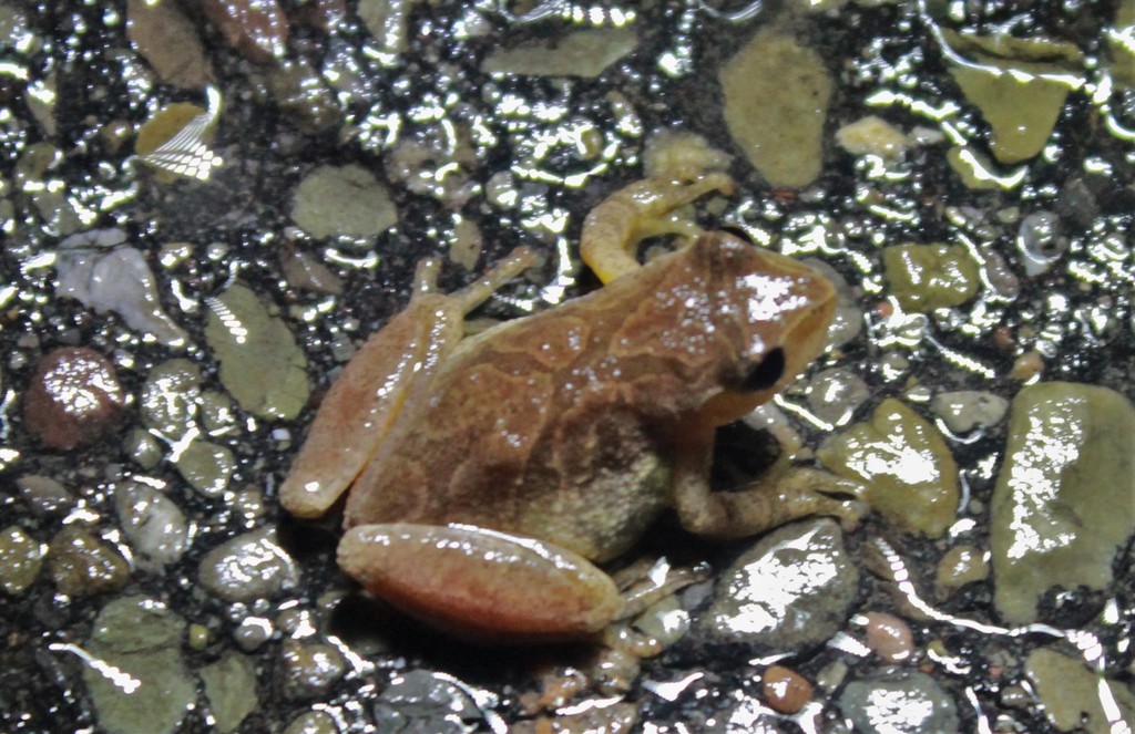 Spring Peeper from Pymatuning South, PA 16134, USA on March 25, 2021 at ...