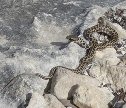 Rhombic Skaapsteker from De Hoop Nature Reserve, WC, ZA on March 21 ...