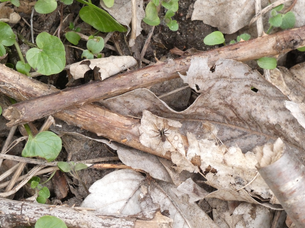 Common Forest Wolf Spider Complex from Bremen-Nord, Bremen, Germany on ...