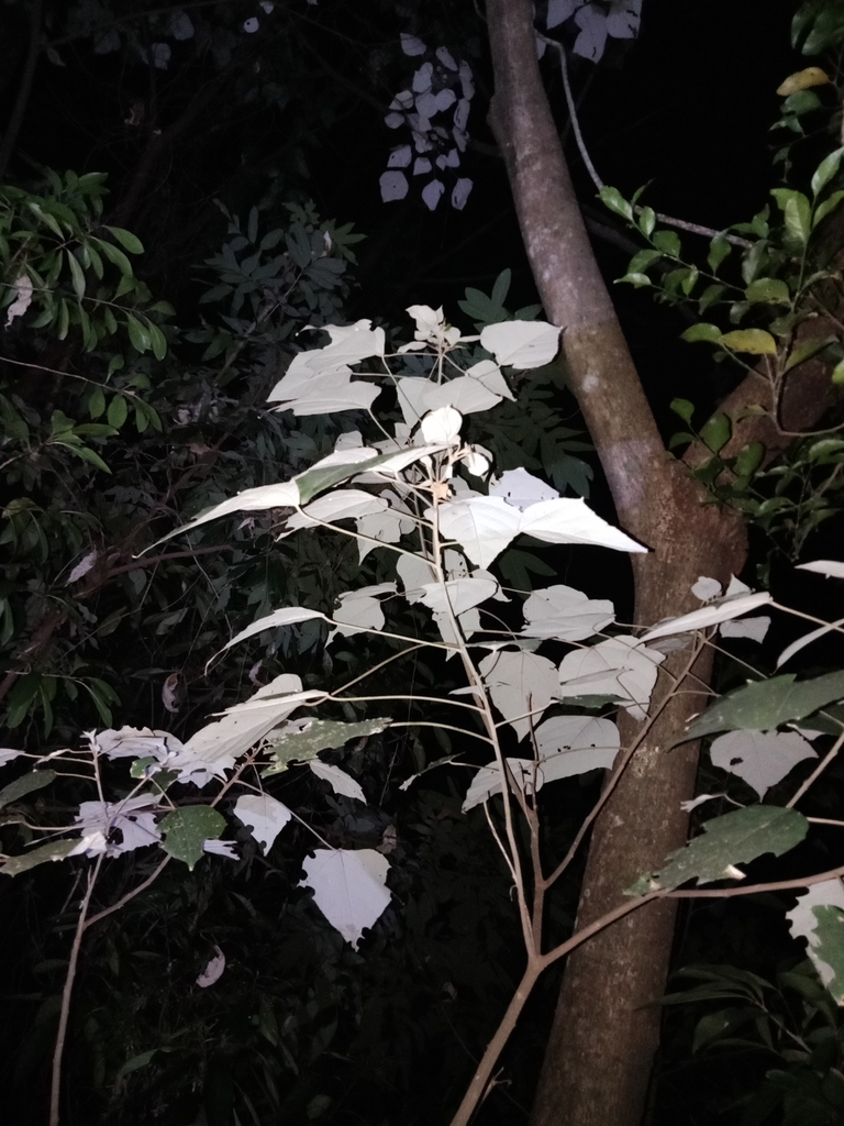 turn-in-the-wind-from-600-taiwan-chiayi-city-east-district