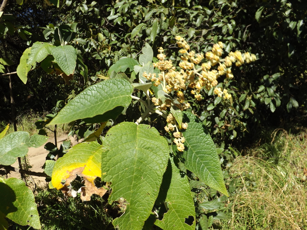 tepozan from Ocoyoacac, Méx., México on November 8, 2017 at 10:51 AM by ...