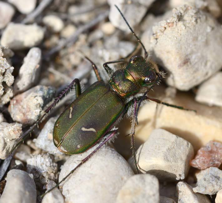Purple Tiger Beetle in March 2021 by deannadodgson. only 7C · iNaturalist