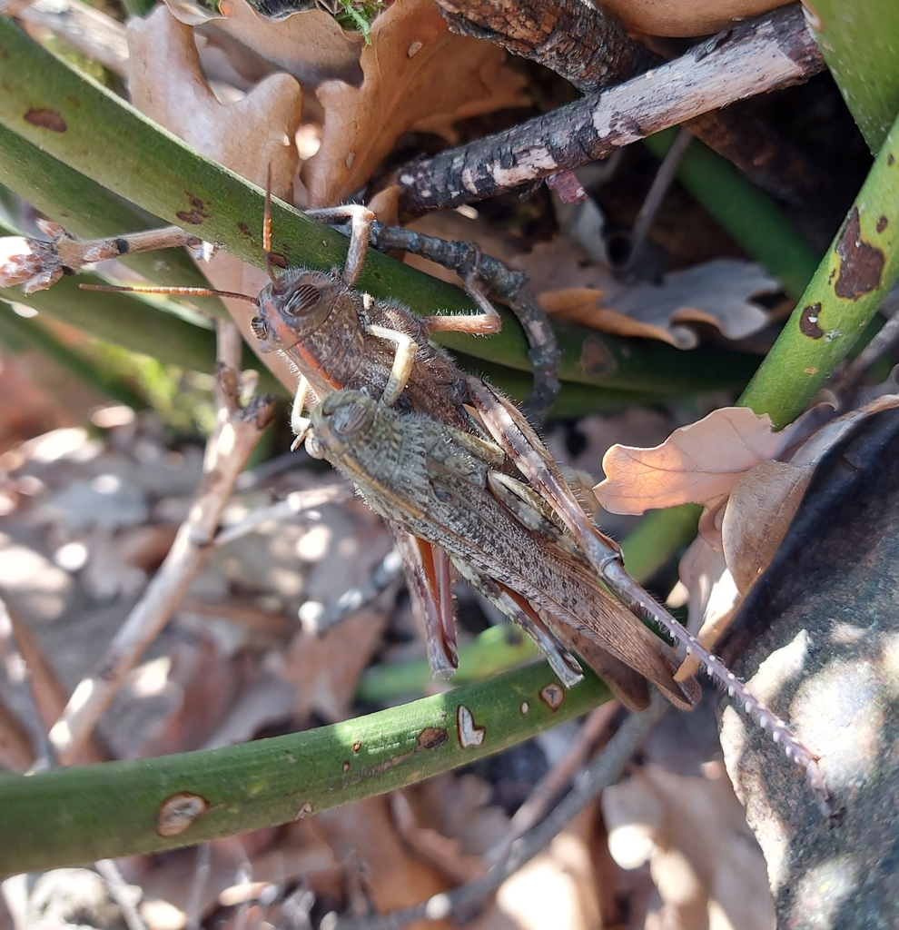 Egyptian Bird Grasshopper from 39100 Bolzano BZ, Italia on March 26 ...