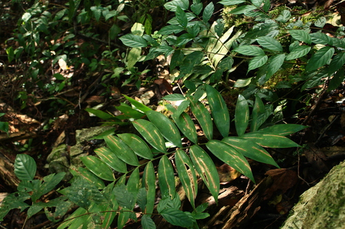 Ceratozamia reesii · NaturaLista Colombia