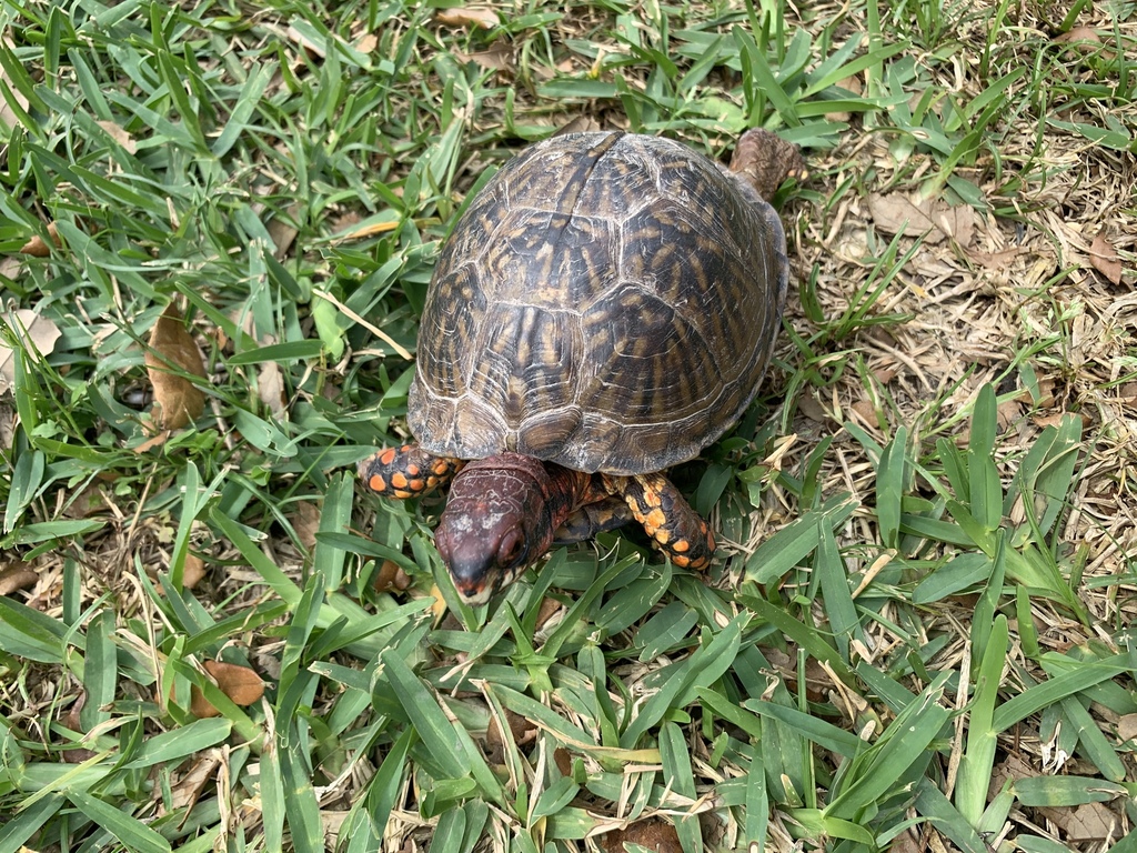 Common Box Turtle in March 2021 by Carrie Boyd Murphy · iNaturalist