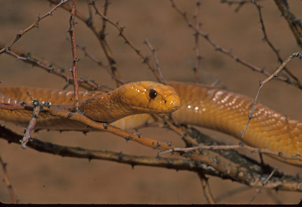Cape Cobra from Bophirima, South Africa on October 13, 2004 at 01:44 PM ...