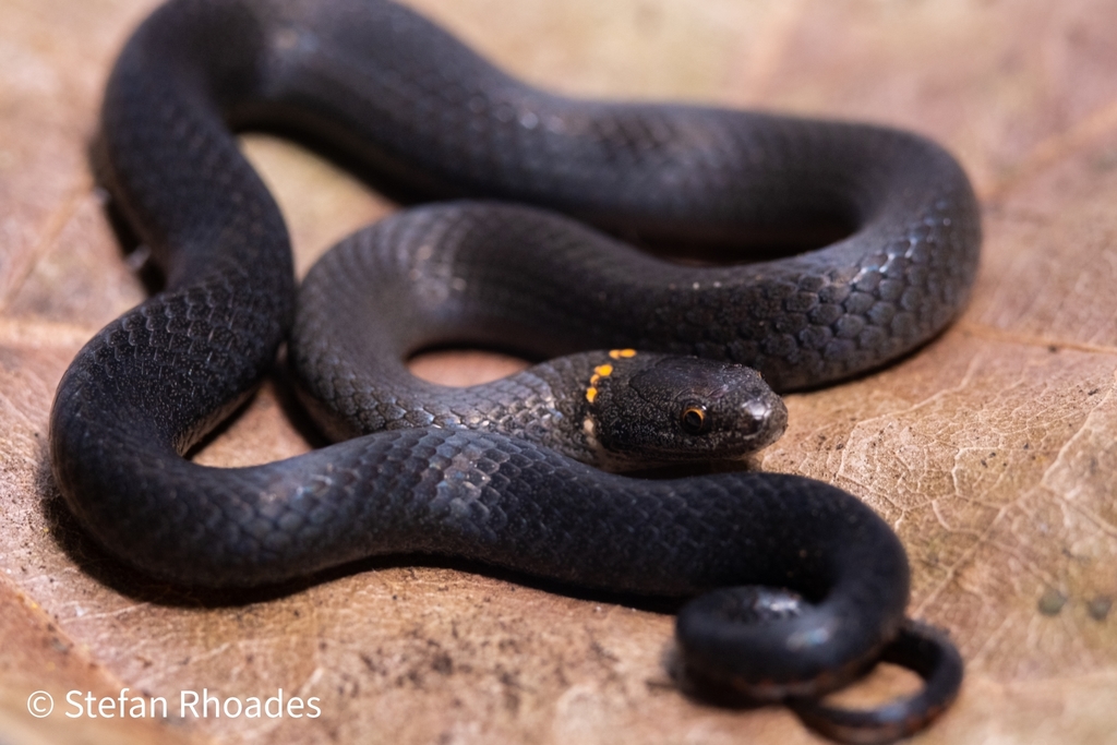 Southern Ringneck Snake from Homestead on March 26, 2021 at 12:00 PM by ...