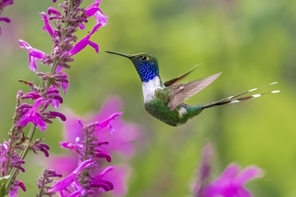 Colibrí cola pinta (Plantas nativas preferidas & Colibries MIgratorios ...