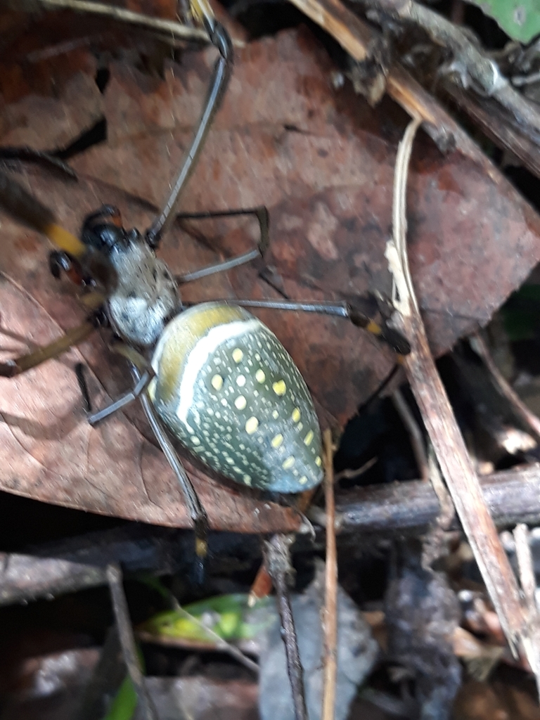 Golden Silk Spider from Santa Bárbara, Antioquia, Colombia on March 25 ...