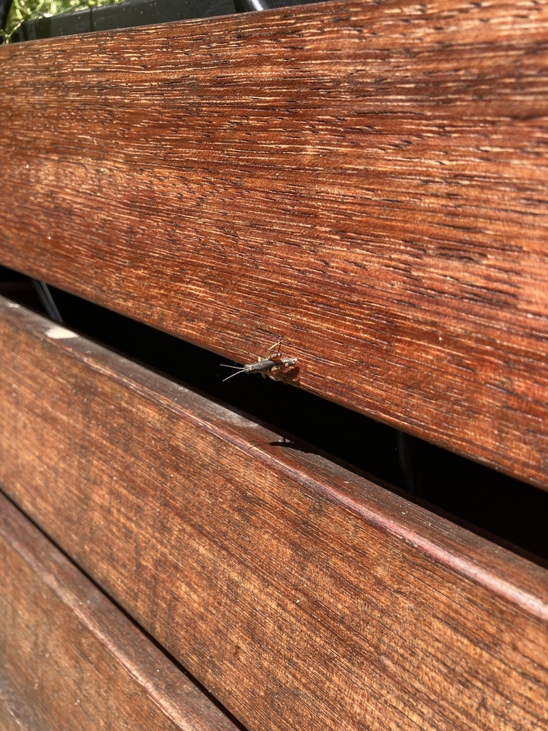 Wingless Grasshopper from Old Cleveland Road, Carindale, QLD, AU on ...