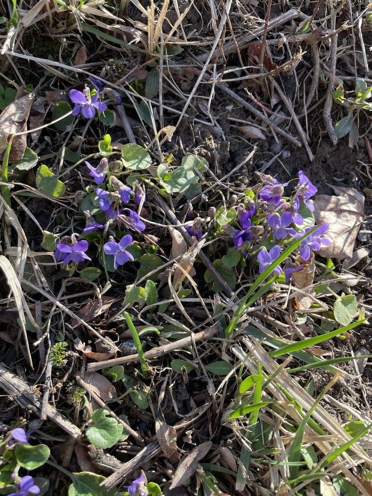Sweet violet from Sumner Ave, Syracuse, NY, US on March 26, 2021 at 09: ...