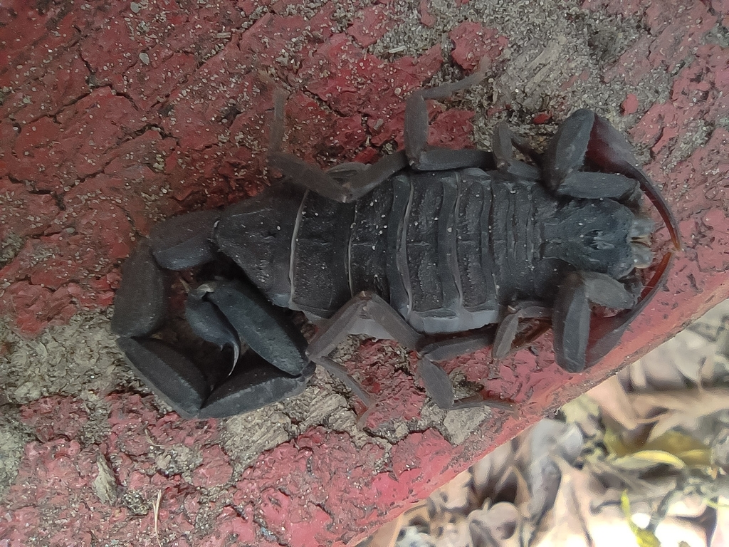 Slender Brown Scorpion from Alvarado, Ver., México on March 26, 2021 at ...