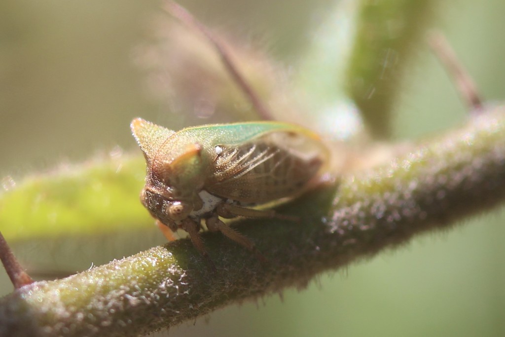 Green Treehopper from Tallegalla QLD 4340, Australia on March 13, 2021 ...