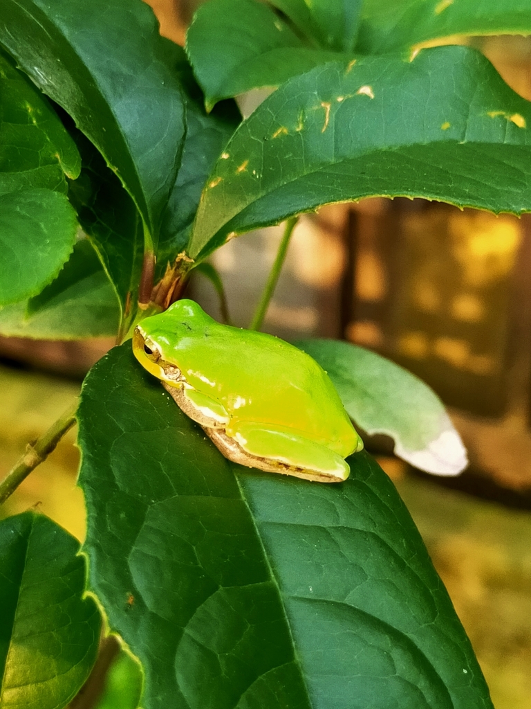 Common Chinese Tree Frog from 248台灣新北市五股區成泰里 on March 27, 2021 at 04:52 ...