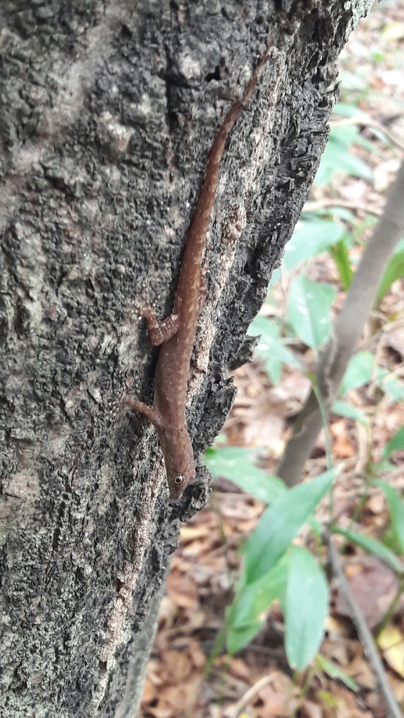 Bridled Forest Gecko from Tunapuna/Piarco Regional Corporation ...