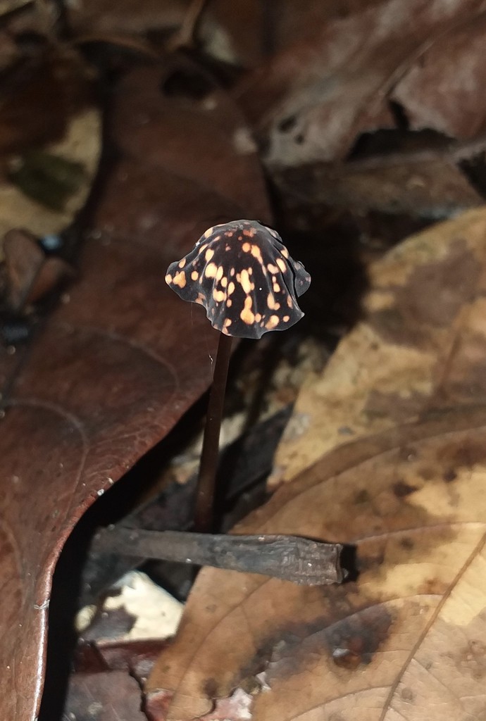 Marasmius amazonicus from Sen. Guiomard - AC, Brasil on December 19 ...