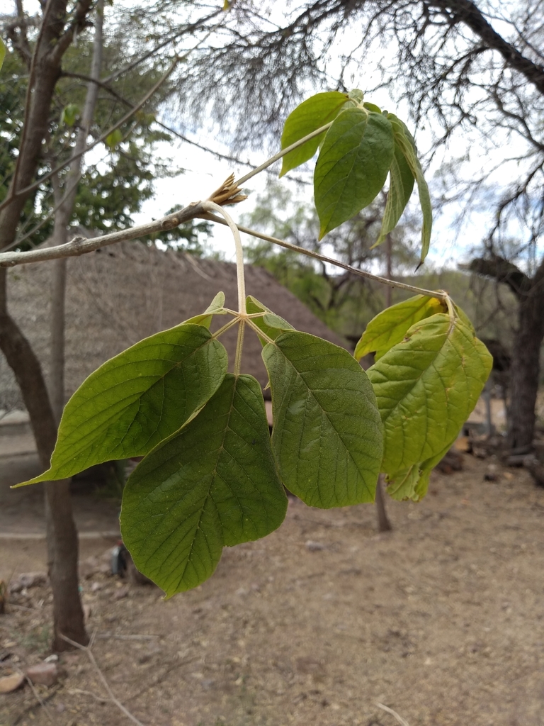 Handroanthus chrysanthus chrysanthus from Mexico on March 23, 2021 at ...