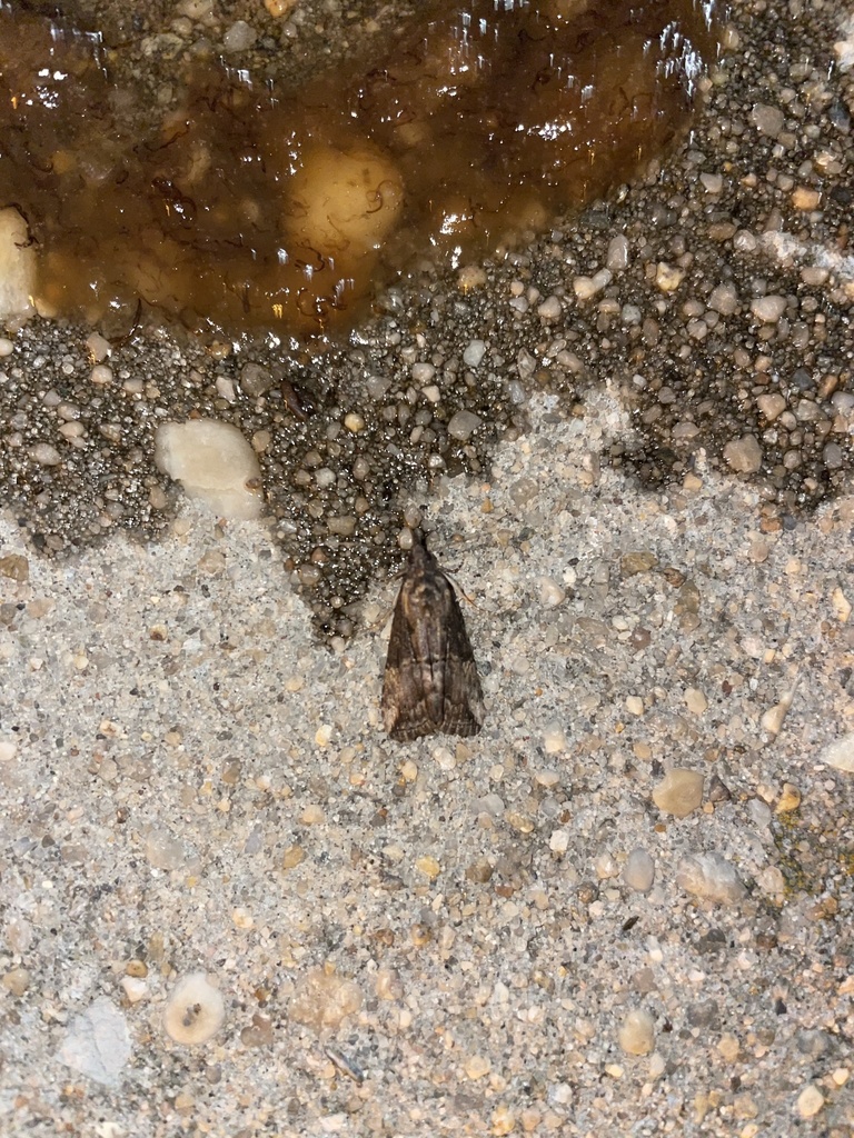 Green Cloverworm Moth from Crab Meadow Beach, Northport, NY, US on ...