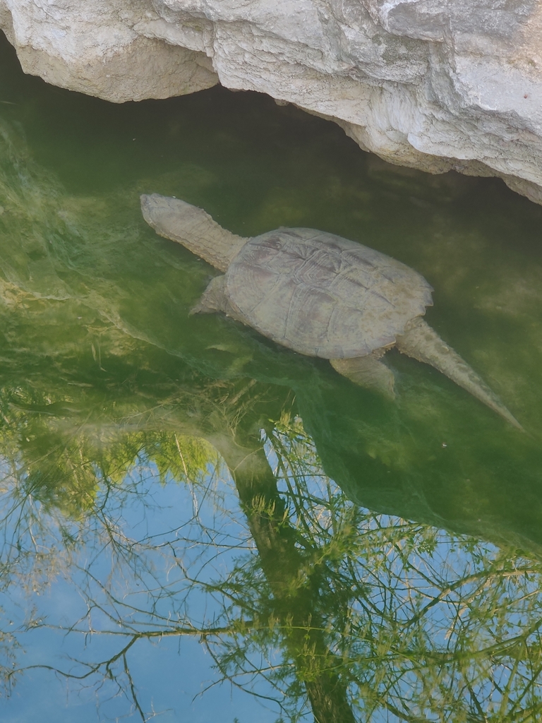 Common Snapping Turtle from Austin, TX 78744, USA on March 19, 2021 at ...