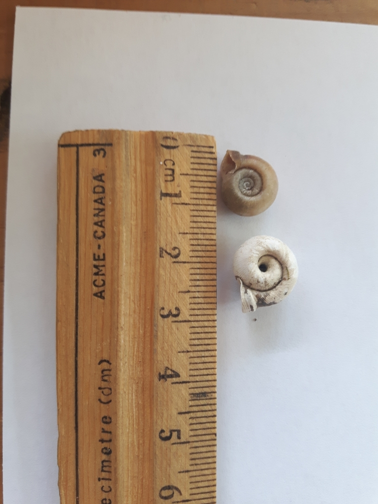 Bellmouth Ramshorn from Kawartha Lakes, ON K9V 4R5, Canada on March 27 ...