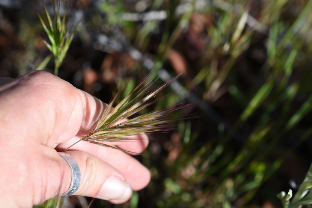Red Brome from 17480 Rockwood Rd, Escondido, CA 92027, USA on March 27 ...