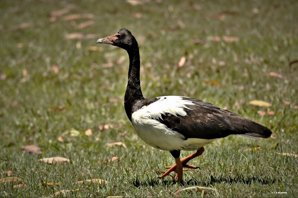 Magpie Goose from Racecourse QLD 4740, Australia on October 30, 2020 at ...