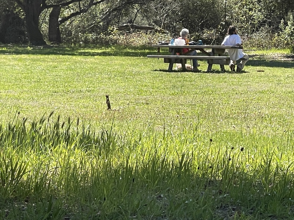 Long-tailed Weasel from Ragle Ranch Regional Park, Sebastopol, CA, US ...