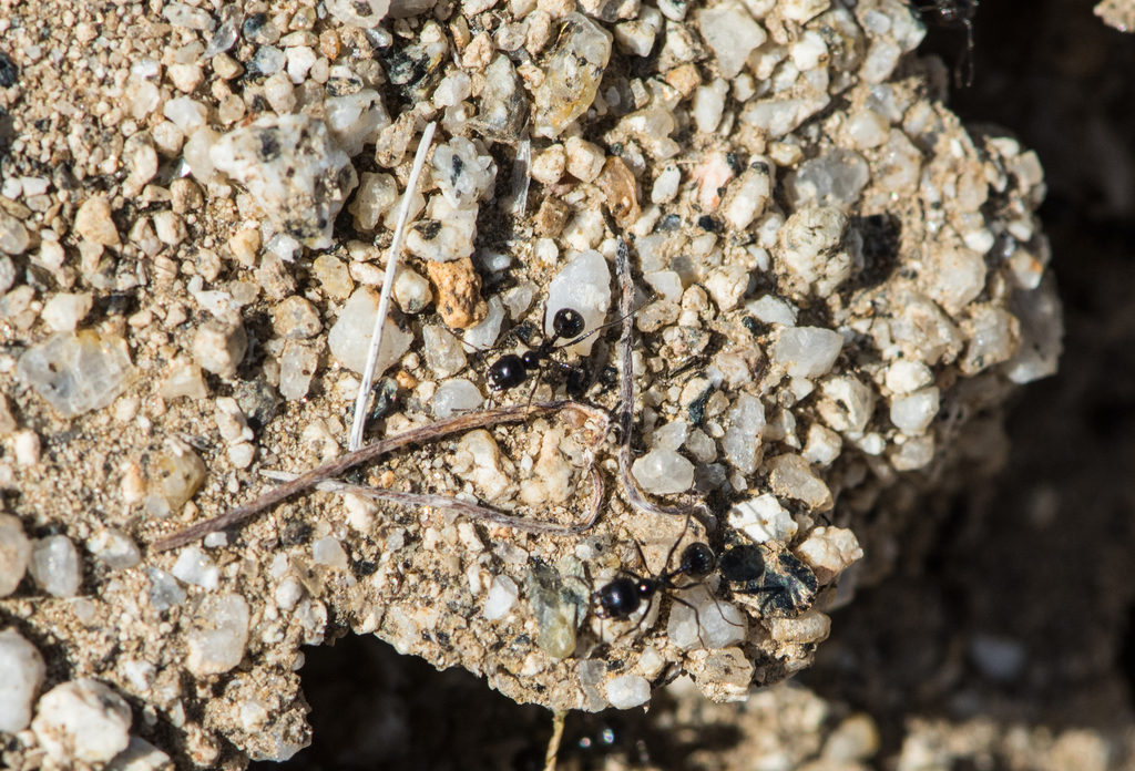 Veromessor pergandei from San Diego County, CA, USA on March 22, 2021 ...