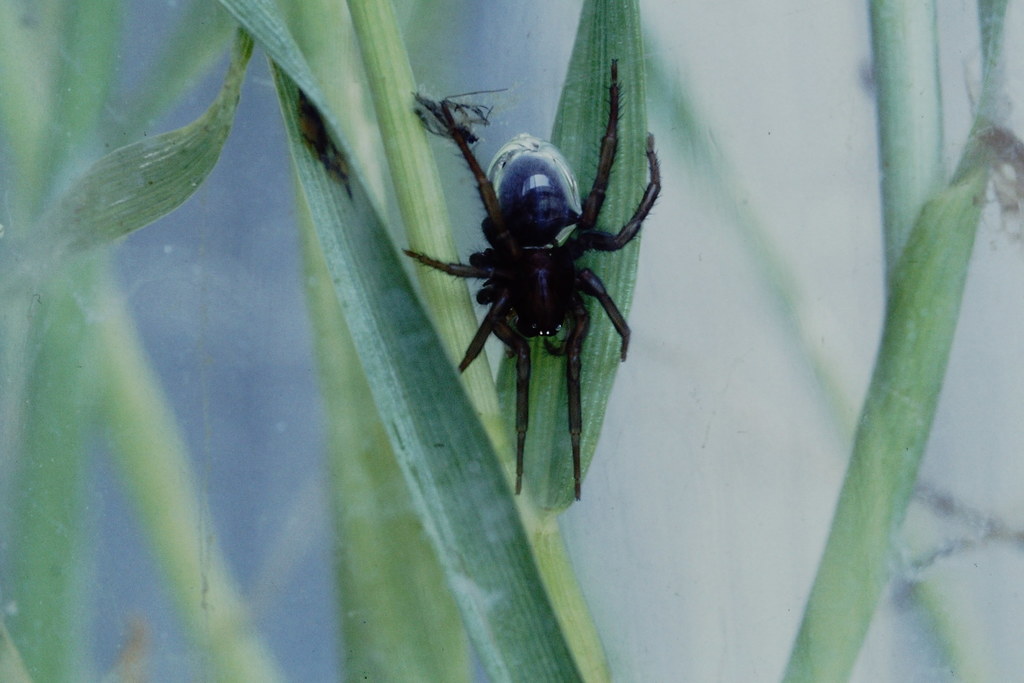European Water Spider from 대한민국 경기도 연천군 전곡읍 은대리 on May 30, 1998 by ...