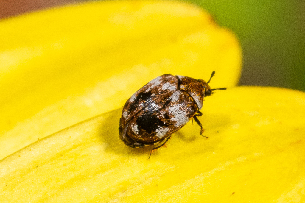 Carpet Beetles from Diamond Bar, CA, USA on March 27, 2021 at 06:36 PM ...