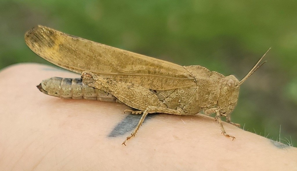 Carolina Grasshopper from Wayne, IL on September 23, 2020 at 12:02 AM by -alaimins-. X BugGuide ...