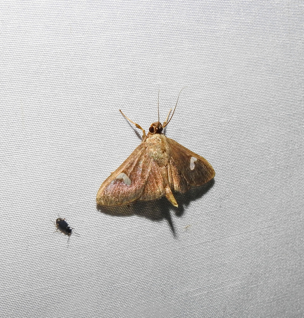 Crambid Snout Moths from Makunda Christian Leprosy and General Hospital ...