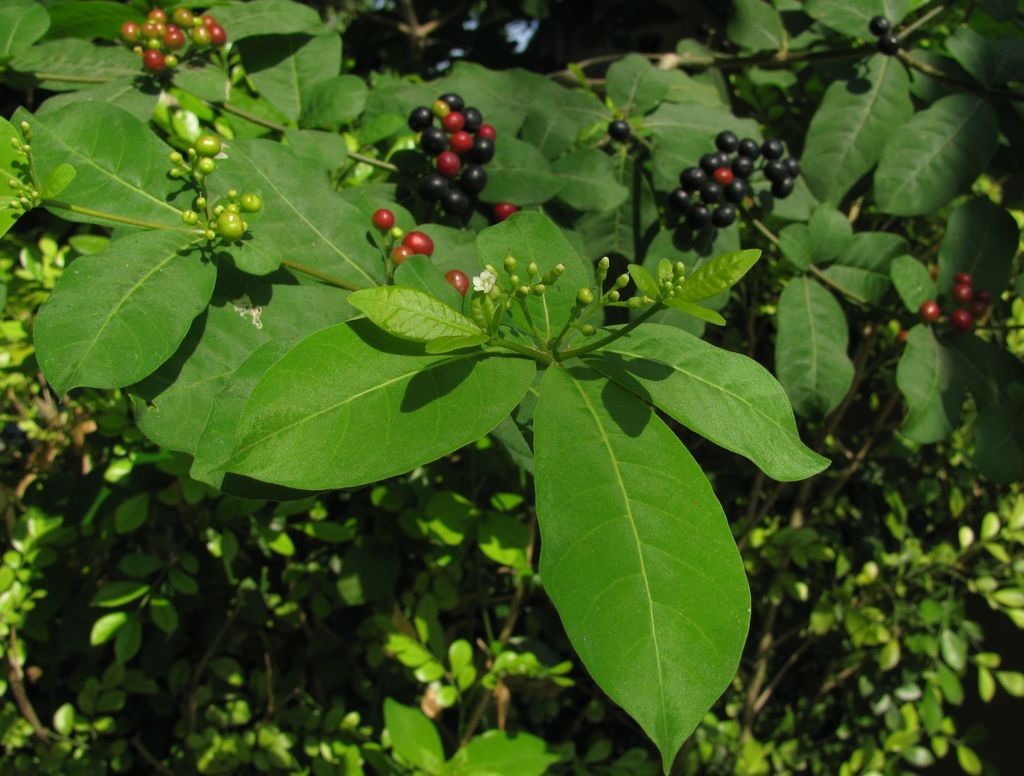 Be Still Tree from Homún, Yucatán on May 13, 2012 at 08:15 AM by ...