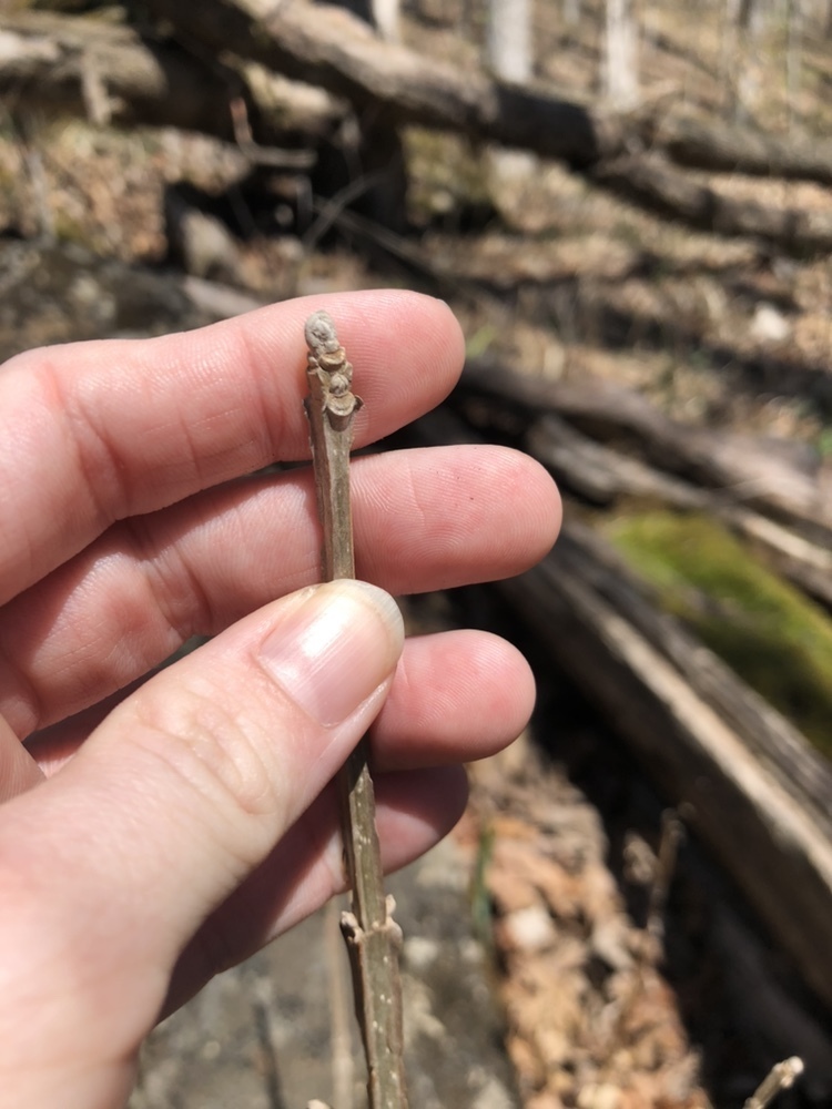 blue ash in March 2021 by Brittney Georgic. Westmoreland, Tennessee ...