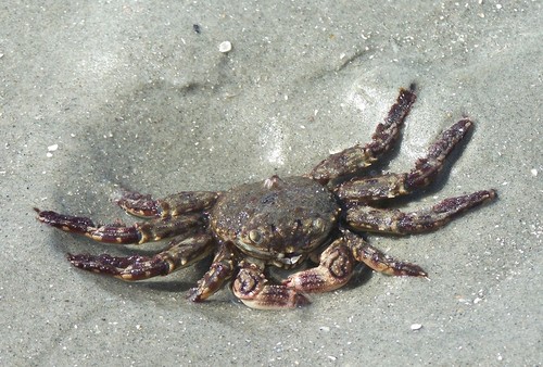 Tidal Spray Crab (MatBio: CRABS, SHRIMPS, JELLYFISH, SEA STARS & OTHERS ...