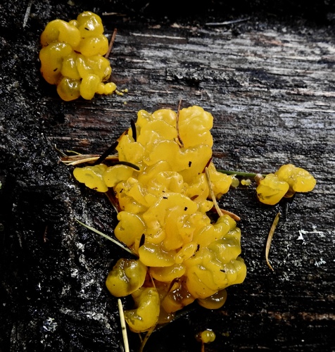 Observations by shaymas_macamus · iNaturalist