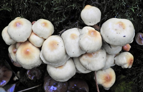 Observations by shaymas_macamus · iNaturalist