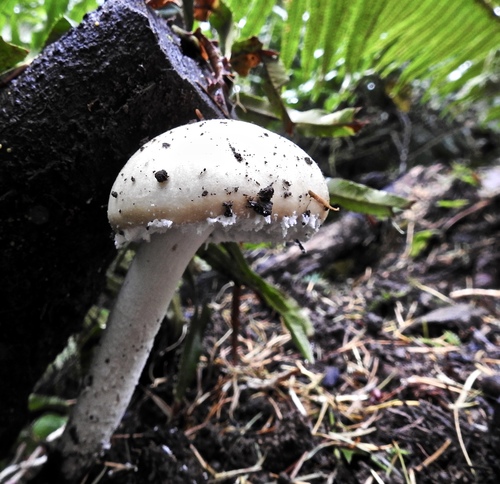 Observations by shaymas_macamus · iNaturalist