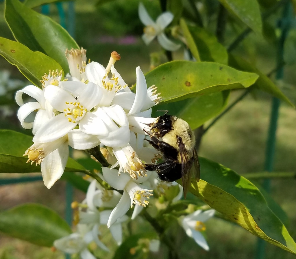 Common Eastern Bumble Bee from Winwood Hills, Tallahassee, FL 32311, USA on March 27, 2021 at 04 ...