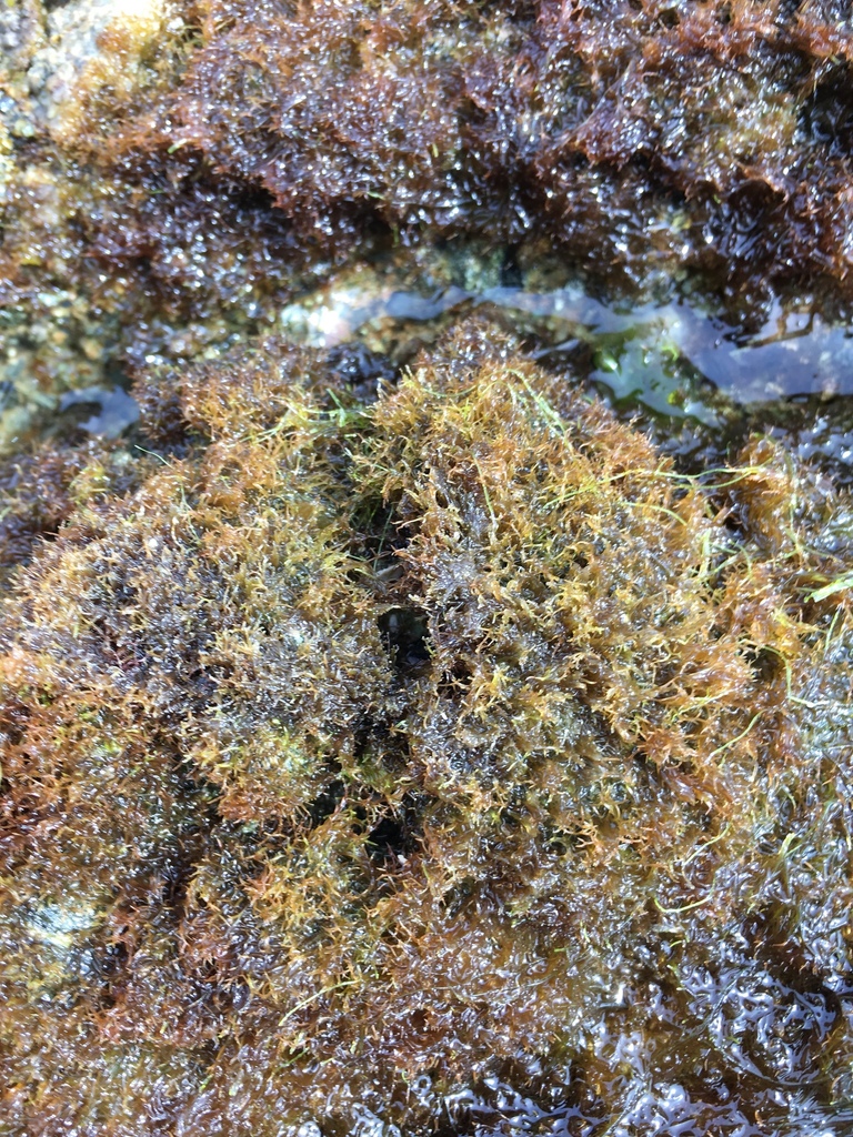 Scouring-pad alga from 1101 Marine Dr, Laguna Beach, CA, US on November ...