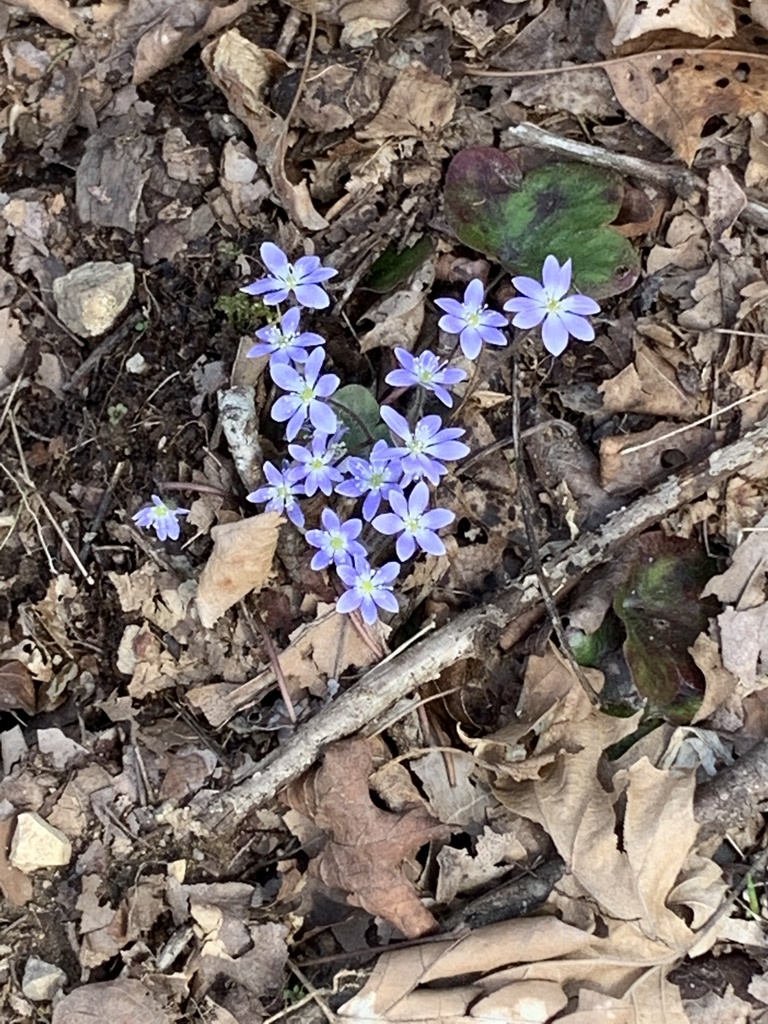 round-lobed hepatica from Mark Twain National Forest, Ironton, MO, US ...