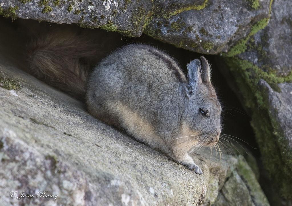 Mountain Viscacha from Macchupiccho, Cusco, Peru on May 8, 2017 at 12: ...