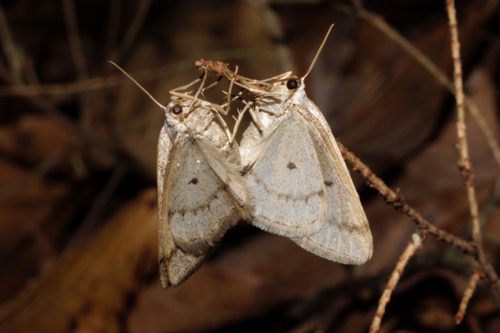 Gray Spring Moth in March 2021 by Scott Bolick · iNaturalist