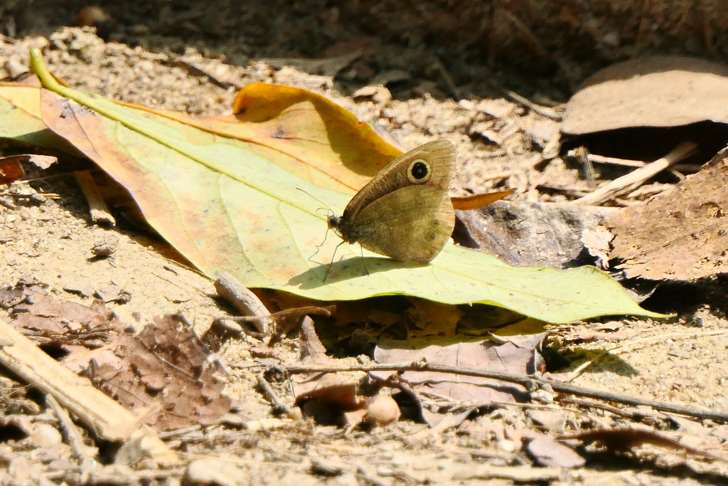 Common Five-ring from Tsuen Wan, Hong Kong on March 25, 2021 at 10:44 ...