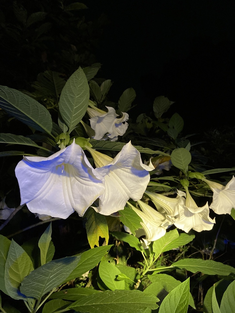 night bells from 梅山路, 冬山鄉, TW on March 28, 2021 at 11:27 AM by TSENG ...