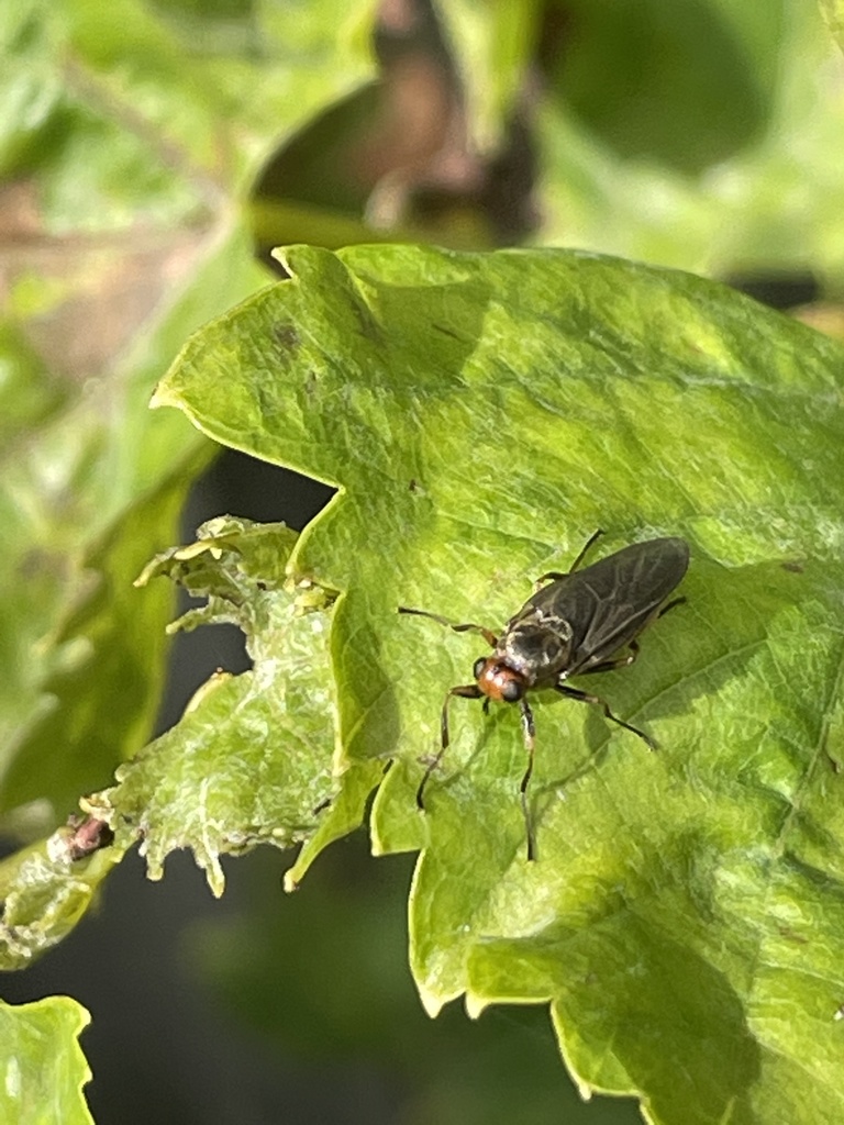 Inopus from Woodside Avenue, Frankston South, VIC, AU on March 29, 2021 ...