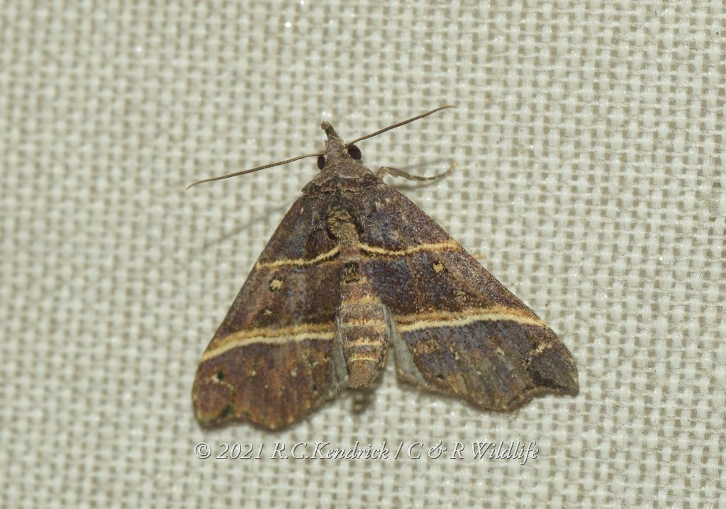 Acidon evae from Lam Tsuen Valley, Tai Po, New Territories, Hong Kong ...